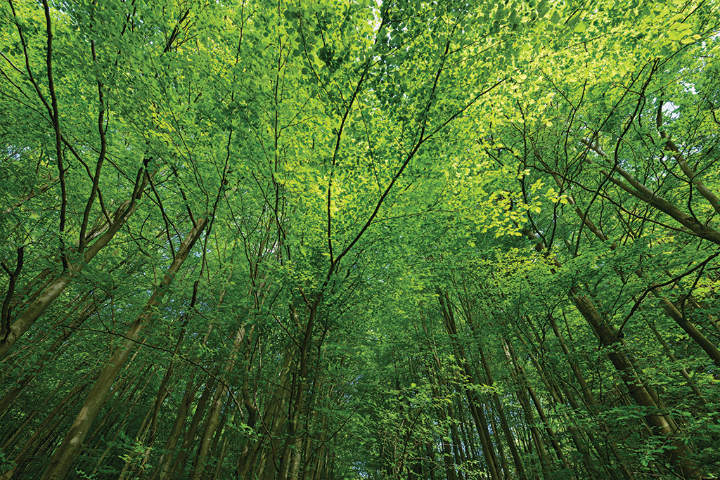 Forest Digest – Week of March 14, 2016 - American Forests