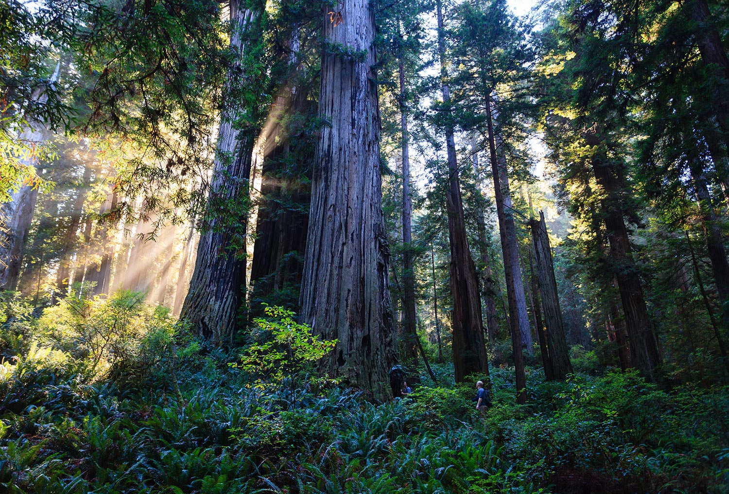 American Forests encourages swift passage of appropriations bills ...