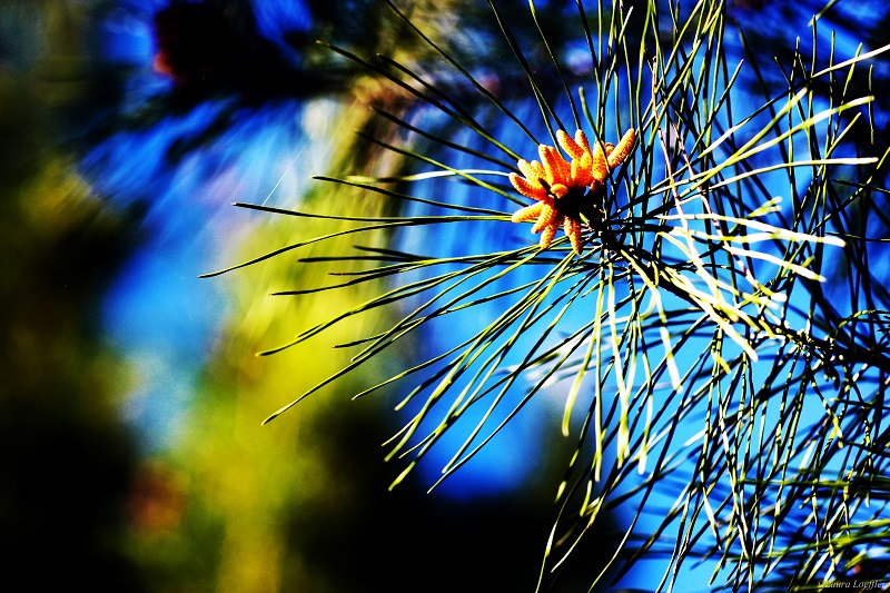 Scenes of Senescence: Inside the Life and Death of a Tree - American ...