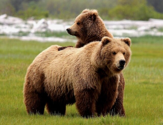 4 wildlife species that depend on forests - American Forests