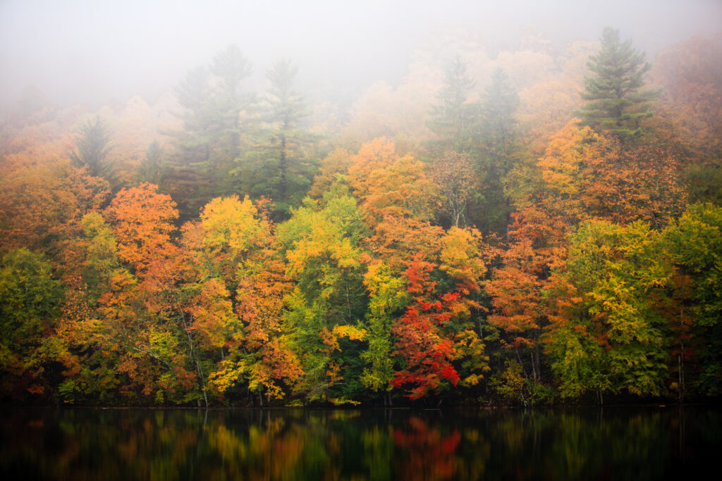 Other Landscapes - American Forests