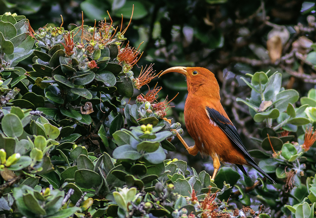 Hakalau Forest National Wildlife Refuge - American Forests