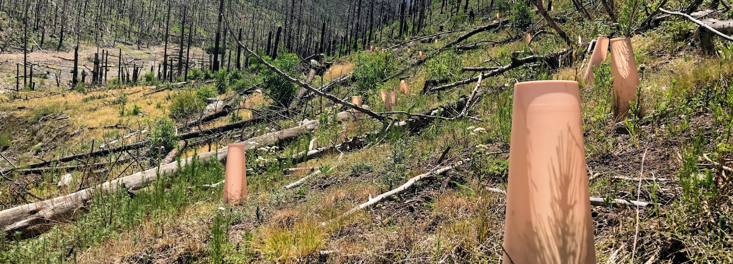 Our Approach American Forests