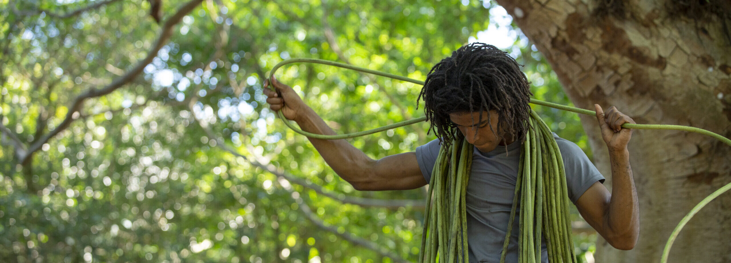 Tree Corps - American Forests