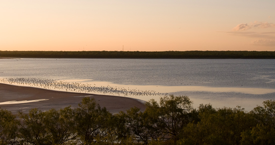 Place-Based Partnerships: La Sal del Rey planting prepares rare Texas ...