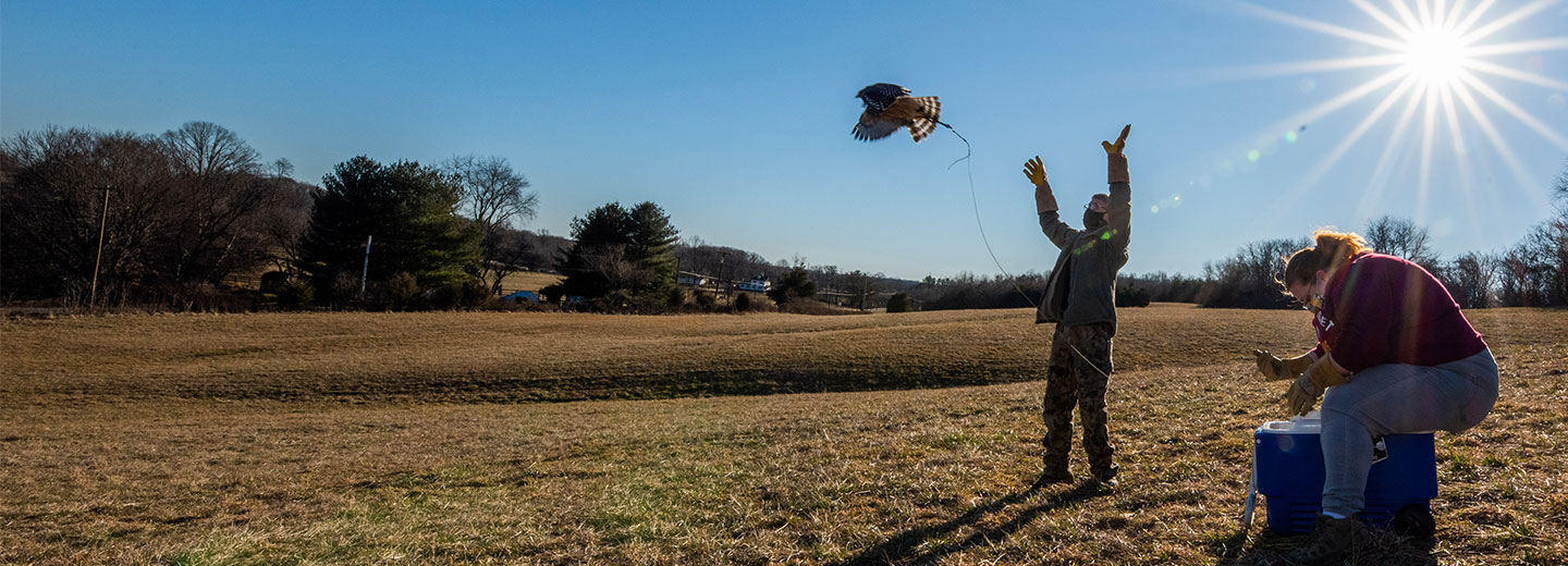 Rehabilitating birds of prey after life in the city - American Forests