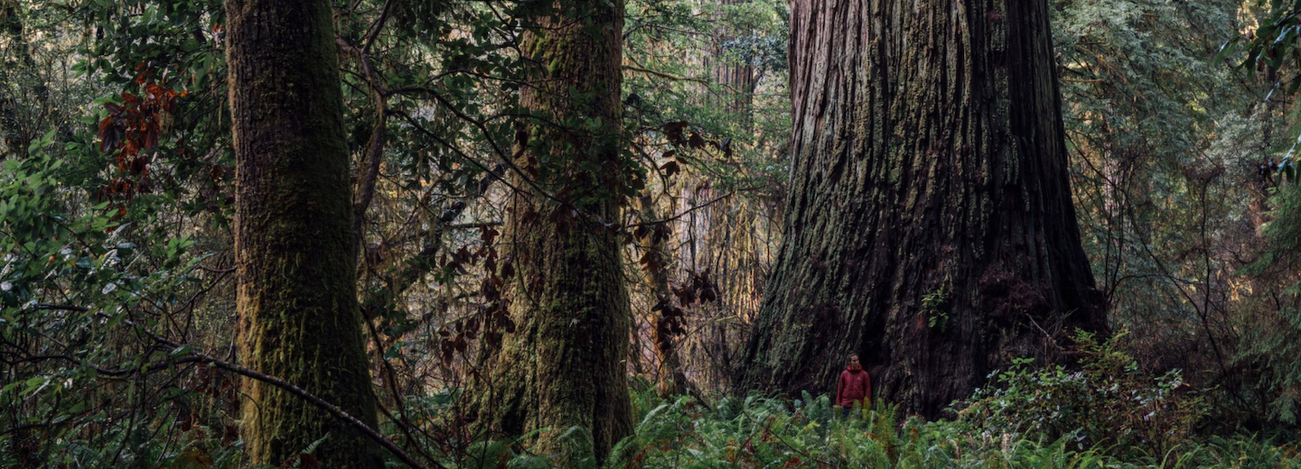 Champion Trees - American Forests