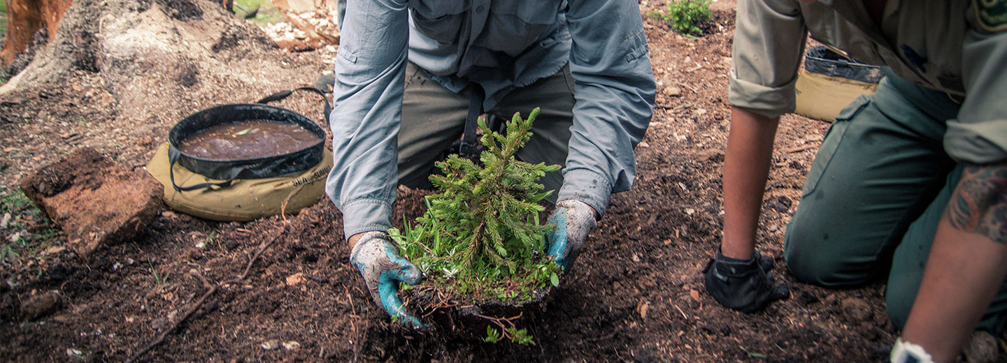 Planting the path to 1 trillion trees - American Forests