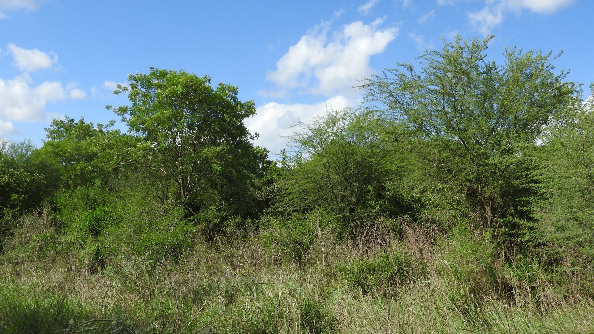 Our History - American Forests