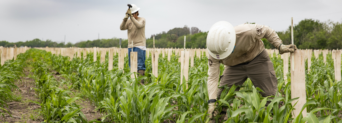 Statement on the Build Back Better Act - American Forests