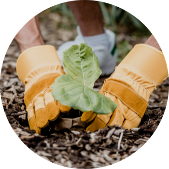 Washington State Tree Equity Collaborative - American Forests