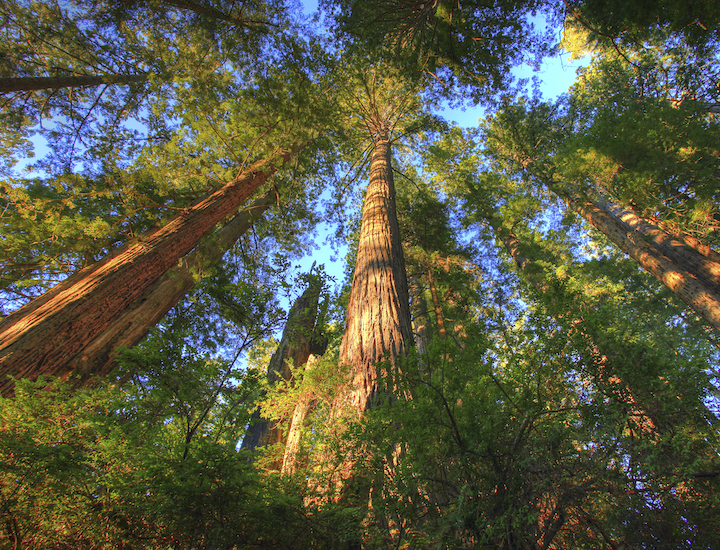 Insights & Learning - American Forests