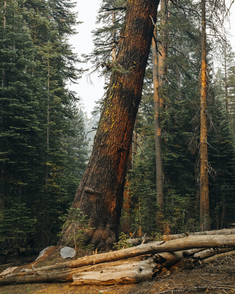 How to Nominate a Tree - American Forests