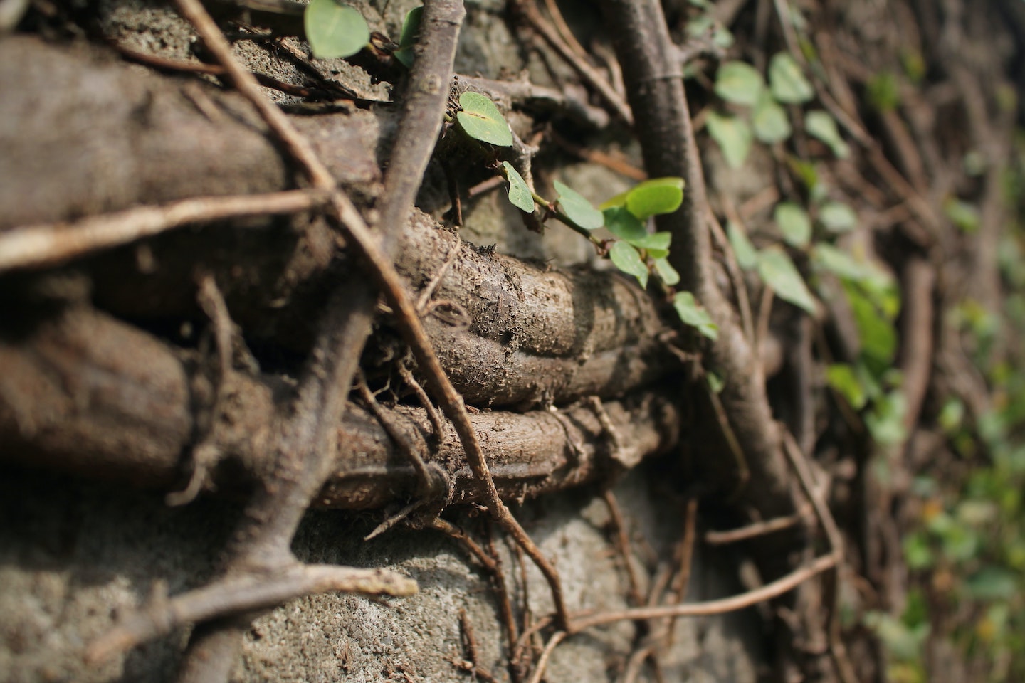 Who We Are American Forests