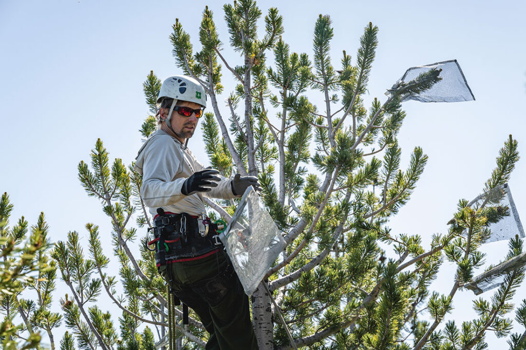 The race to save the whitebark pine - American Forests