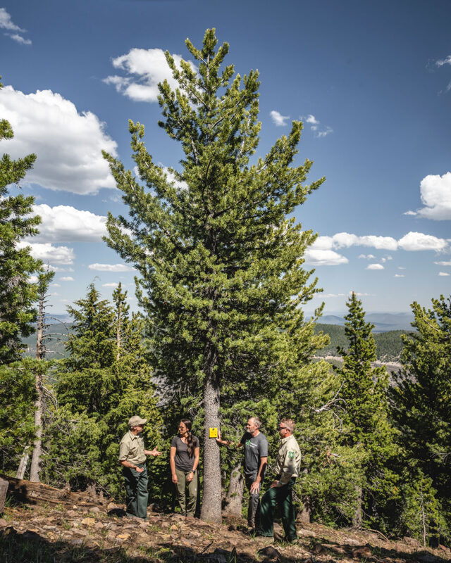 The race to save the whitebark pine - American Forests