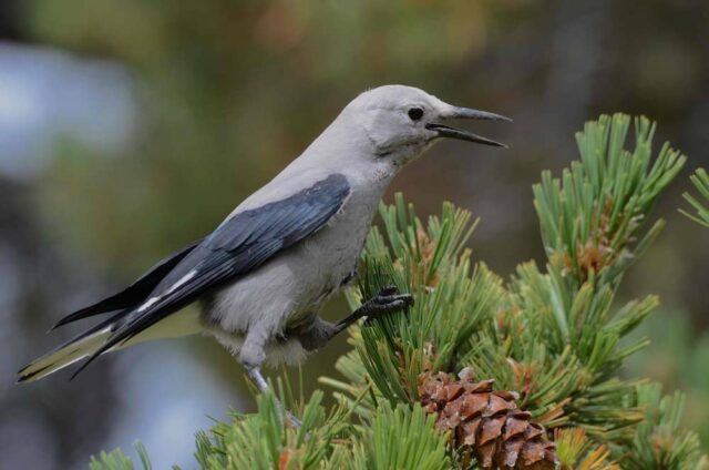 The Clark's nutcracker: My whitebark pine story - American Forests