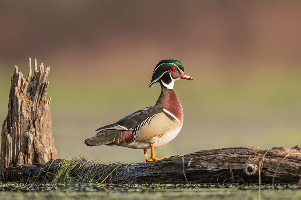 2023 Forests in Focus Photo Contest Winners - American Forests