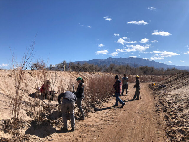 Reforestation can happen in the desert, too - American Forests