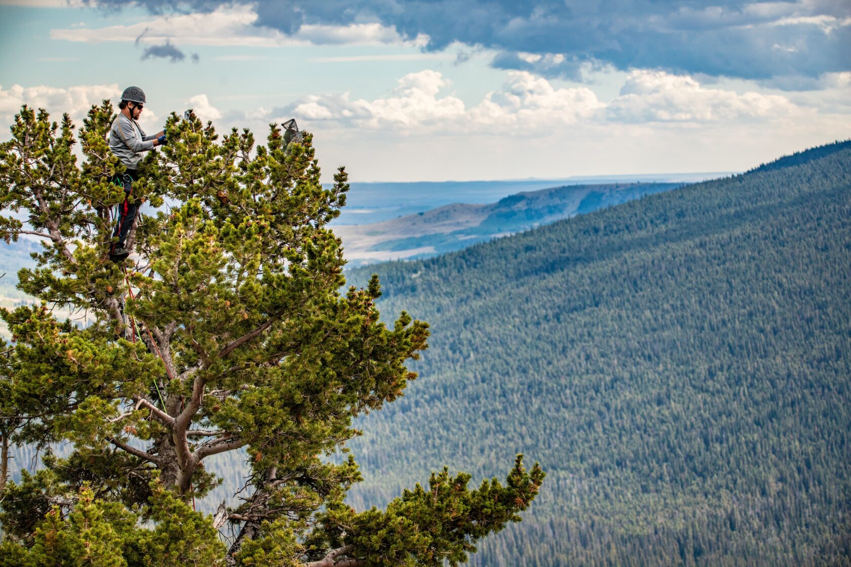 Four ways to love trees back this Earth Month - American Forests