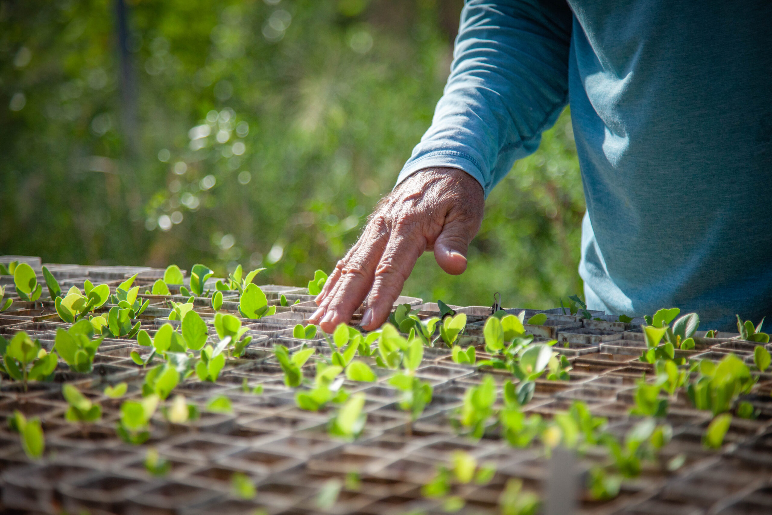 American Forests receives $10 million from U.S. Fish and Wildlife ...