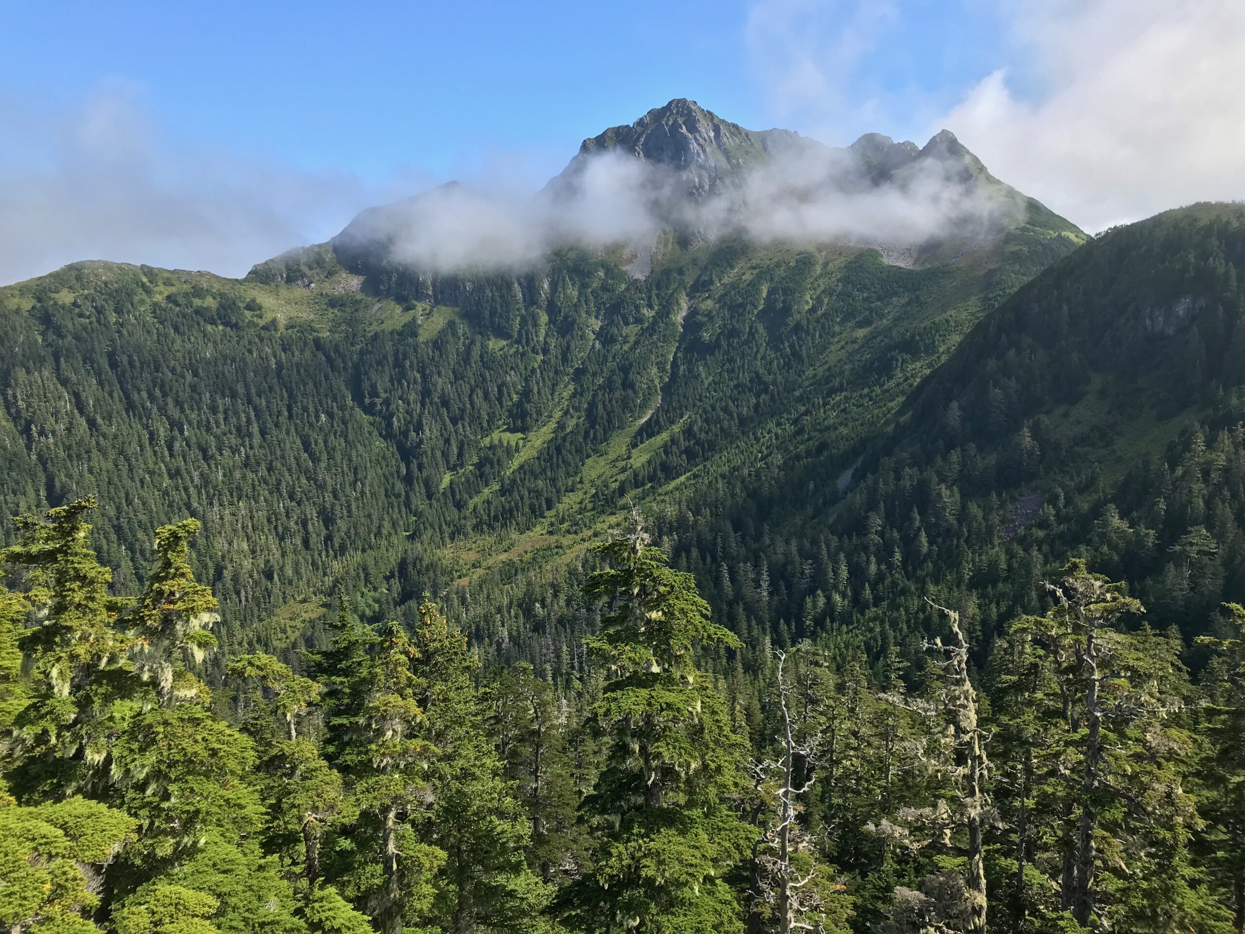 American Forests applauds Forest Service’s amendments to facilitate ...