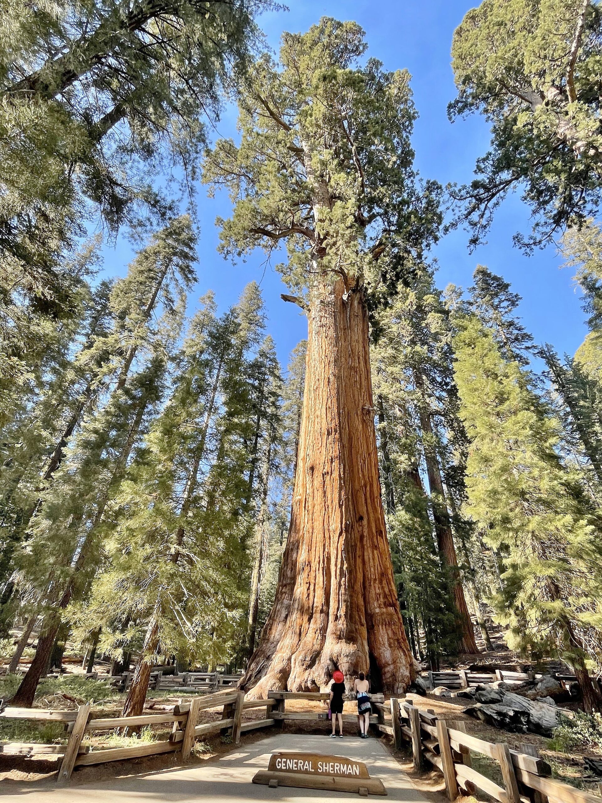 The National Champion Tree Program: Honoring a rich legacy and a bright ...