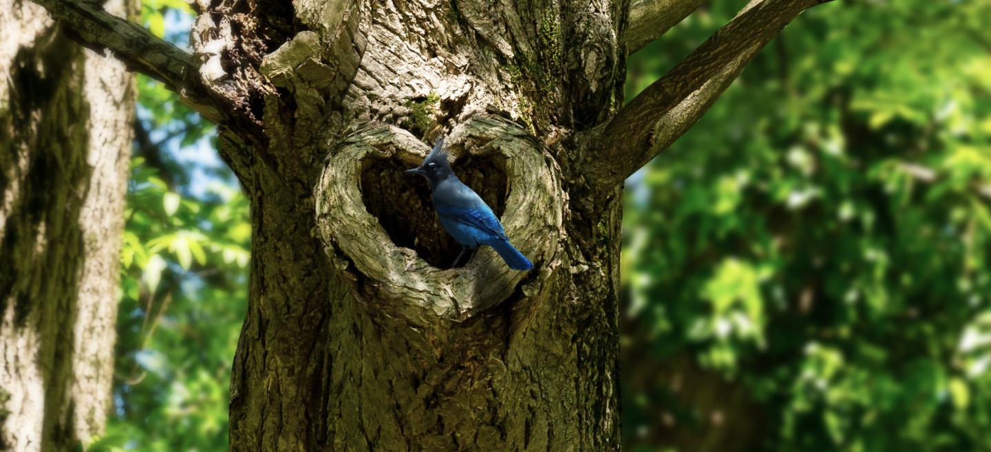 Four ways to love trees back this Earth Month - American Forests