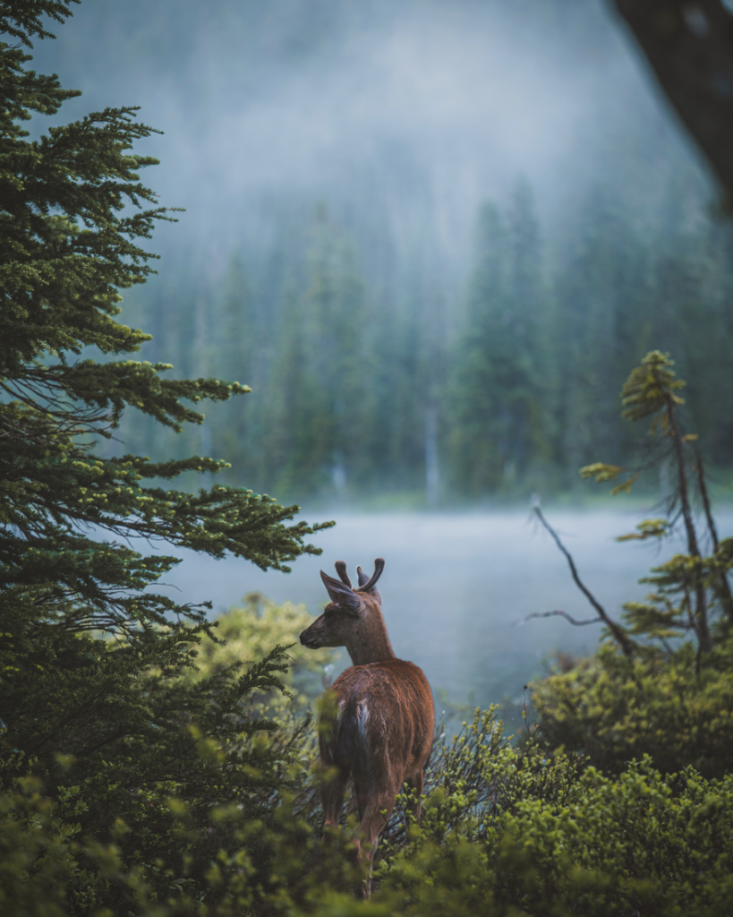 2024 Forests in Focus Photo Contest Winners - American Forests