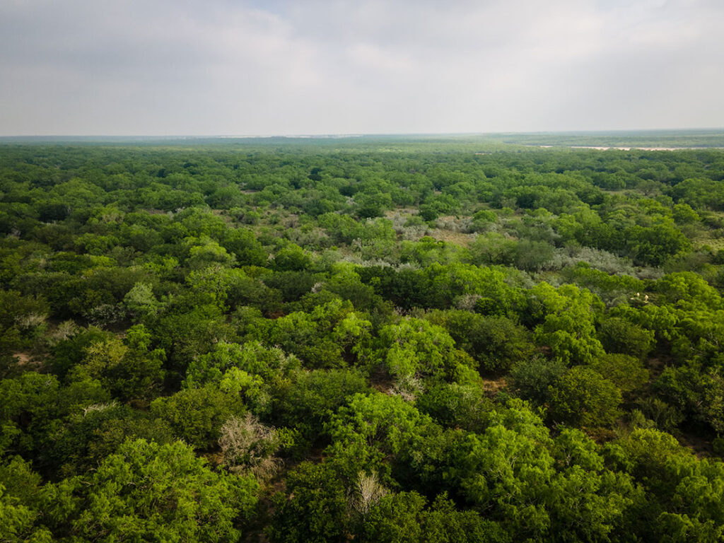 Of thorns and claws: Returning forests to Texas' "Magic Valley ...