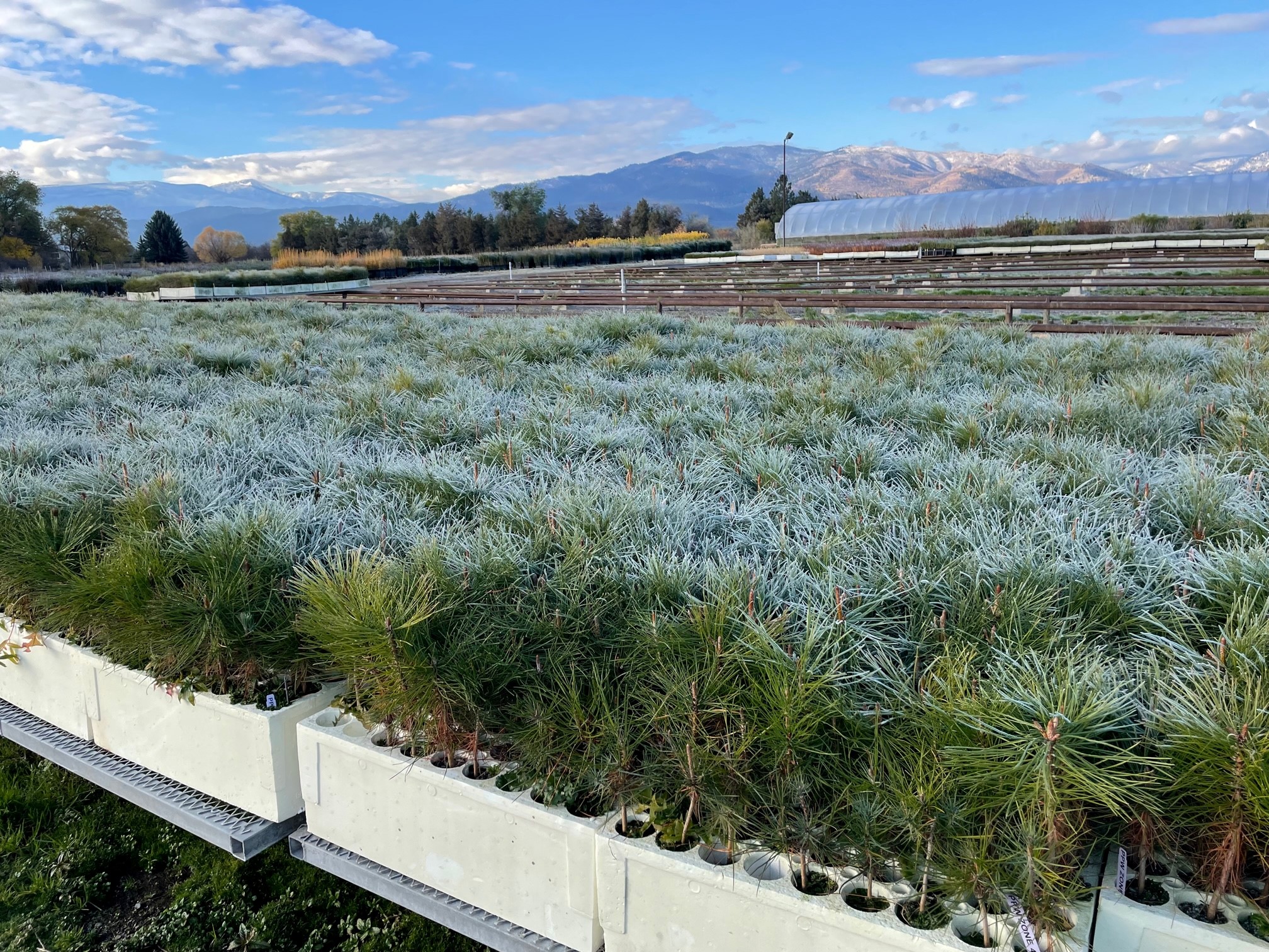 New greenhouse seeds hope for Montana’s reforestation effort - American ...