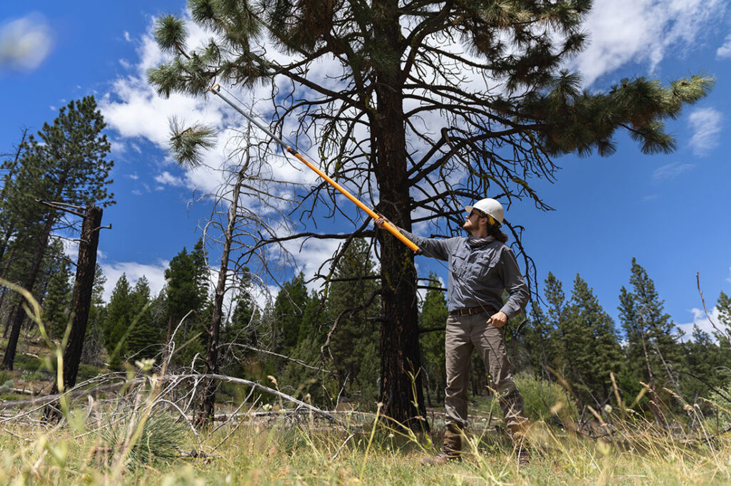 Growing back together - American Forests