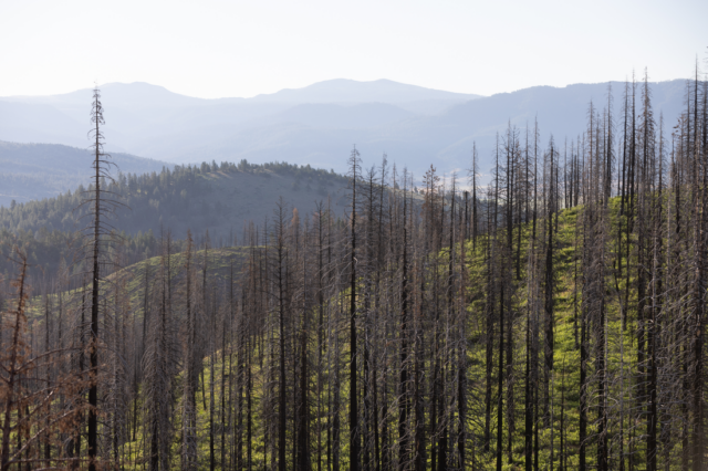 Beating the heat with the right trees in the right places - American ...