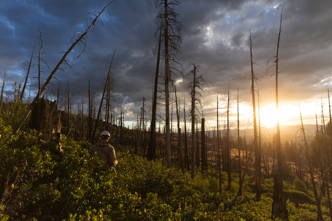 Growing back together - American Forests