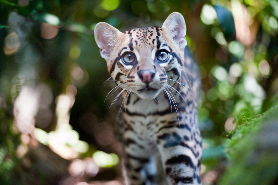 4 wildlife species that depend on forests - American Forests