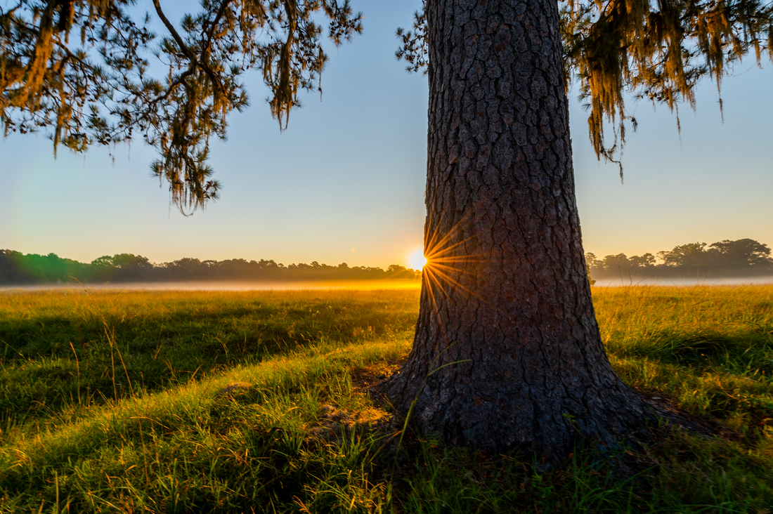 Homepage - American Forests