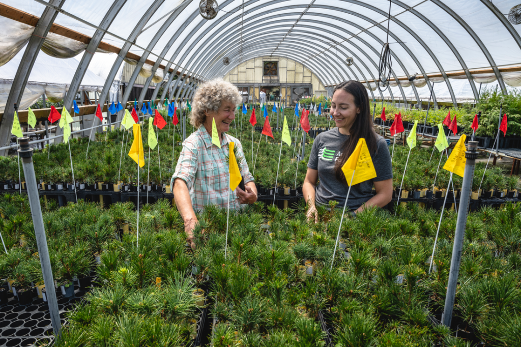 Two years later: The fight to save the whitebark pine continues ...