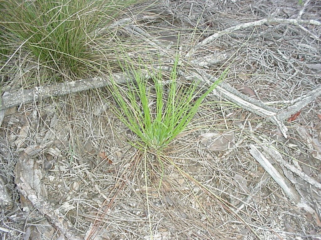 Reviving longleaf pine: A critical habitat for southeast wildlife ...