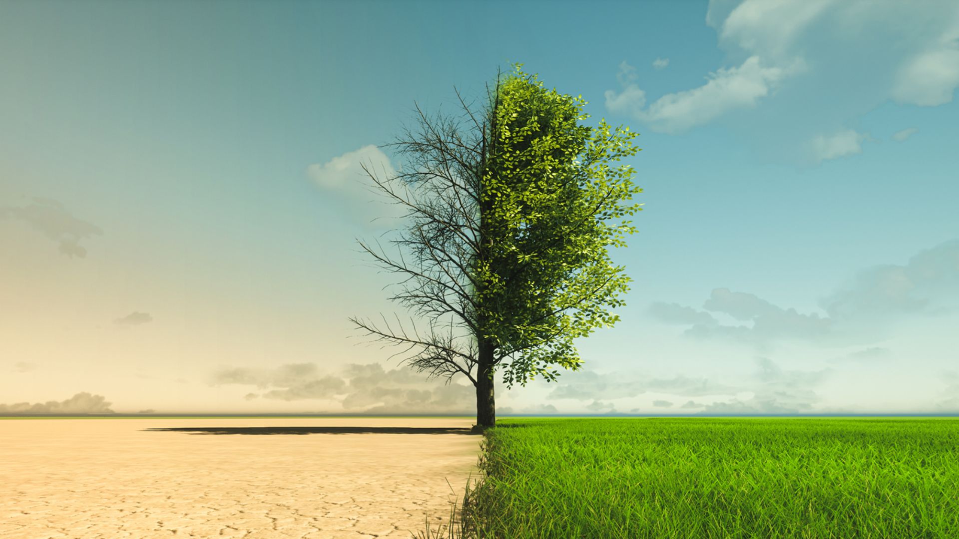 The lungs of the Earth: Why we need trees to breathe - American Forests