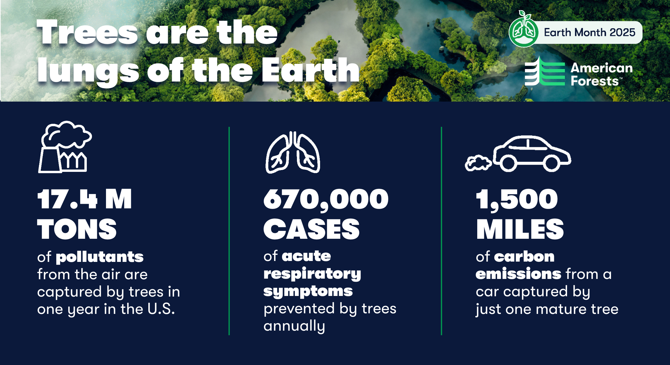 The lungs of the Earth: Why we need trees to breathe - American Forests