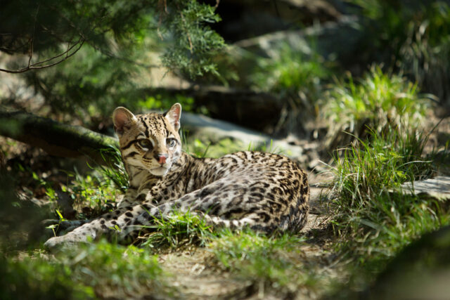 For wildlife: Why 80% of wildlife species need forests