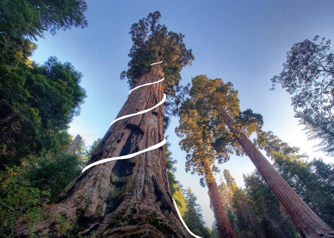 For 150 years: What American Forests’ mission does for people ...