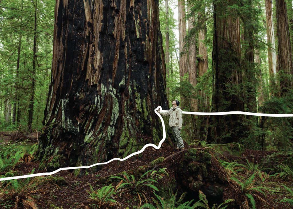 For 150 years: What American Forests’ mission does for people ...