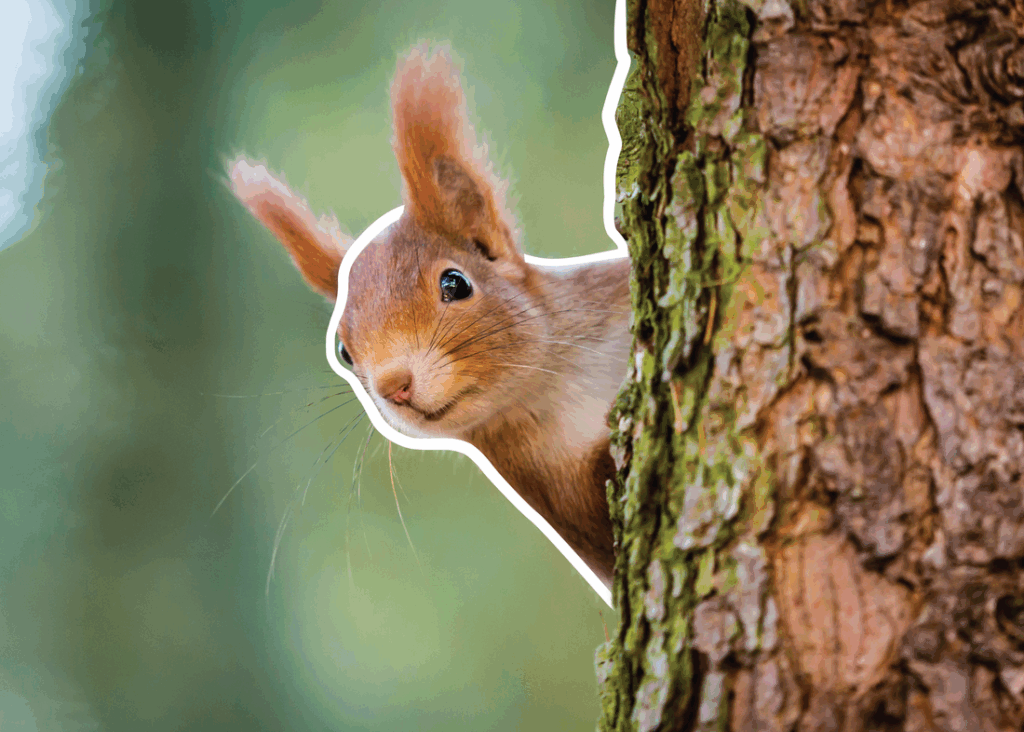 For wildlife: Why 80% of wildlife species need forests