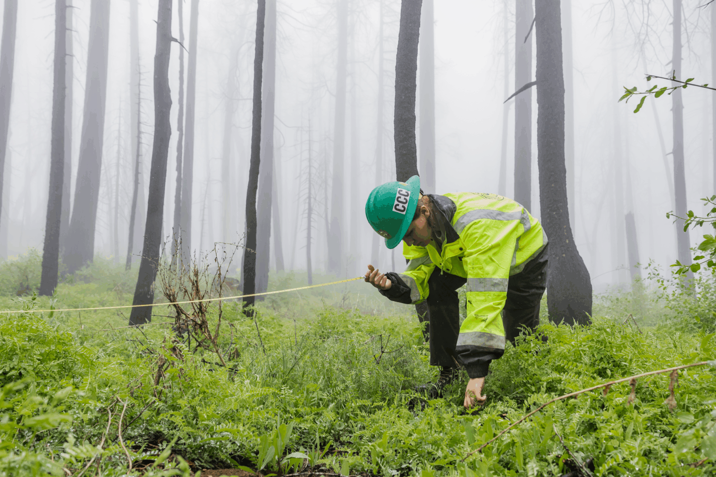 For climate: Why we need trees for cool, clean air - American Forests