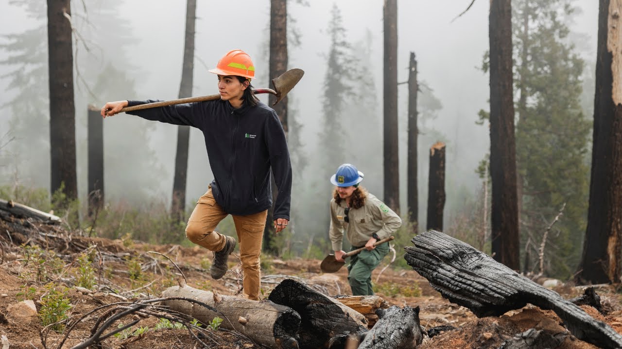 Reforestation Pipeline Partnership - American Forests